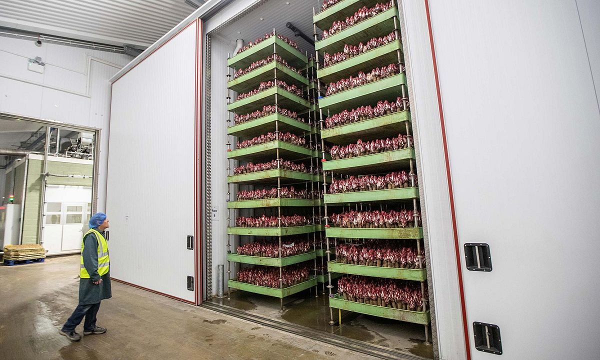 Food production, chilled storage and packing
